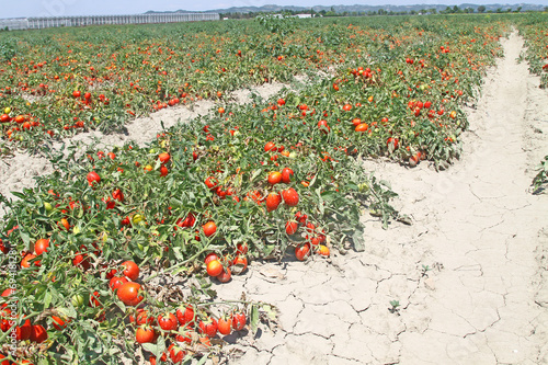 Tomates plein champ Stock Photo | Adobe Stock
