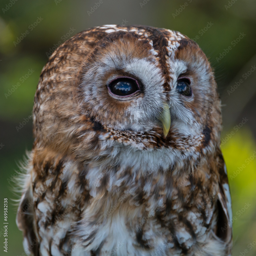 Tawny Owl Stock Photo | Adobe Stock