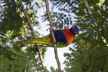 Lorikeet Bird Bowing Free Stock Photo - Public Domain Pictures