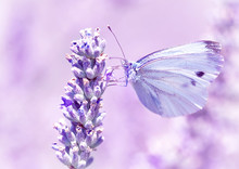 Butterfly On Lavender Free Stock Photo - Public Domain Pictures