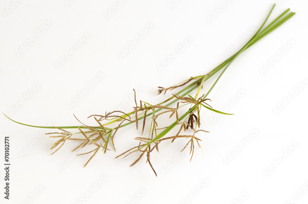 Nut grass, Purple nutsedge, Nutsedge Stock Photo | Adobe Stock
