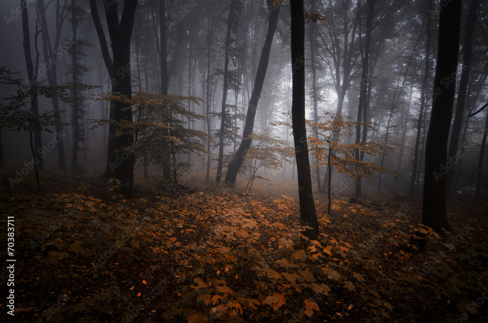 dark misty forest at night with colorful leaves Stock Photo | Adobe Stock