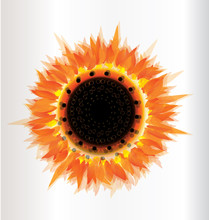 October Sunflower Poster Free Stock Photo - Public Domain Pictures