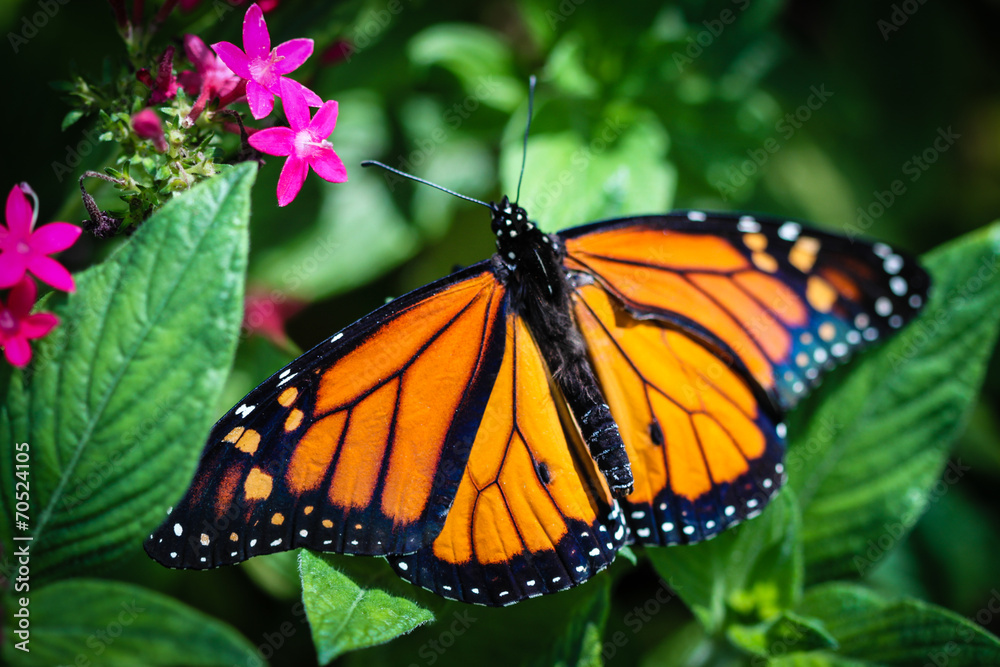 Monarch Danaus Plexippus Stock Photo | Adobe Stock