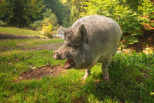 Big Fat Pig, Animal Farm, Ballito Free Stock Photo - Public Domain Pictures