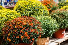 Mums Free Stock Photo - Public Domain Pictures