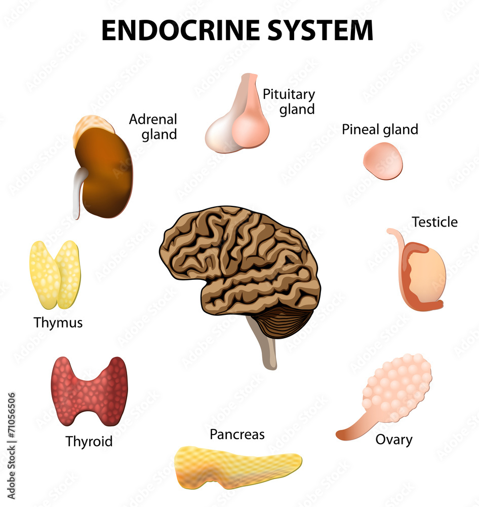 Endocrine system. Set icons Stock Vector | Adobe Stock