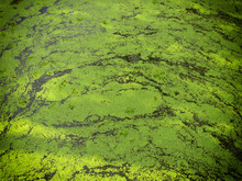 Duckweed Grass Pond Free Stock Photo - Public Domain Pictures