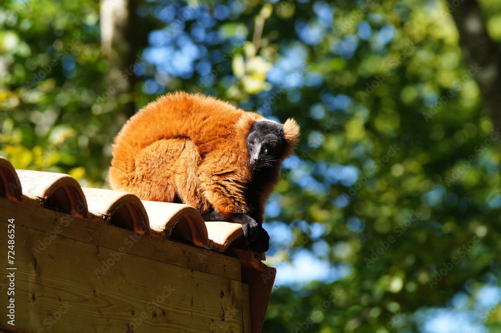 Maki Vari Roux sur un toit Stock Photo | Adobe Stock