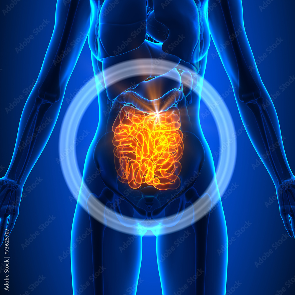 Small Intestine - Female Organs - Human Anatomy Stock Illustration ...