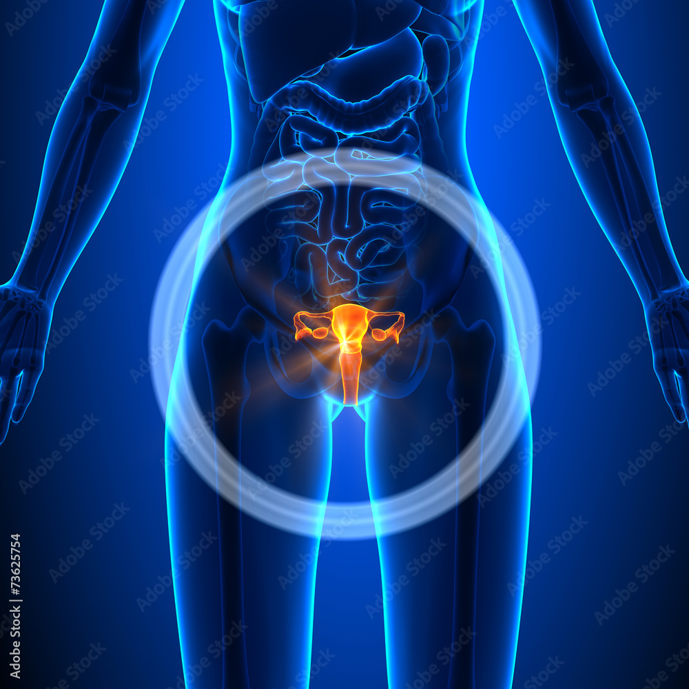 Reproductive system - Female Organs - Human Anatomy Stock Illustration ...