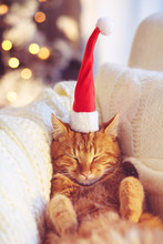 Christmas Ginger Cat Free Stock Photo - Public Domain Pictures