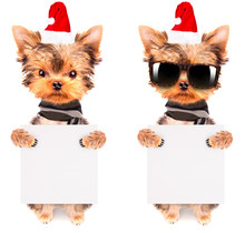 Christmas Dog Paper Free Stock Photo - Public Domain Pictures