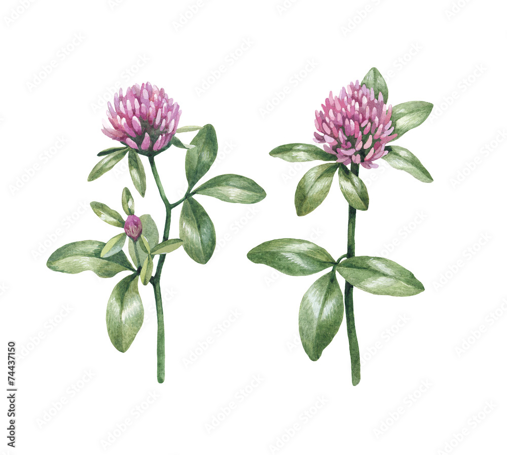 Watercolor clover flower の Stock イラスト | Adobe Stock