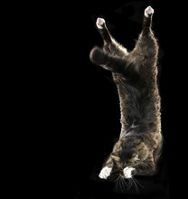 Cat Landing Free Stock Photo - Public Domain Pictures