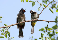 White Vented Bulbul Free Stock Photo - Public Domain Pictures