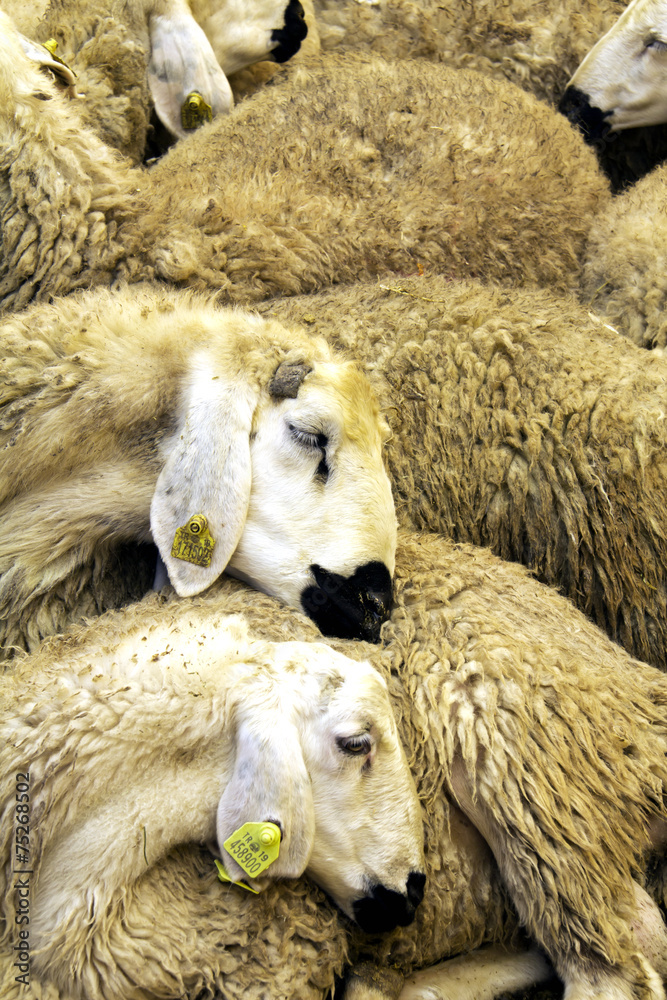 Sheep sleeping in the farm Stock Photo | Adobe Stock
