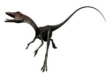 Compsognathus Dinosaur Free Stock Photo - Public Domain Pictures