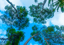 Picasso Forest Free Stock Photo - Public Domain Pictures