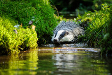 European Badger Free Stock Photo - Public Domain Pictures