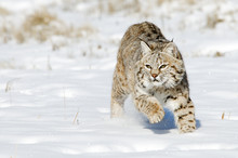 Bobcat In The Snow Free Stock Photo - Public Domain Pictures