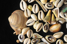 Chiton Mollusc Shell Free Stock Photo - Public Domain Pictures