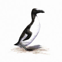 Great Auk Free Stock Photo - Public Domain Pictures