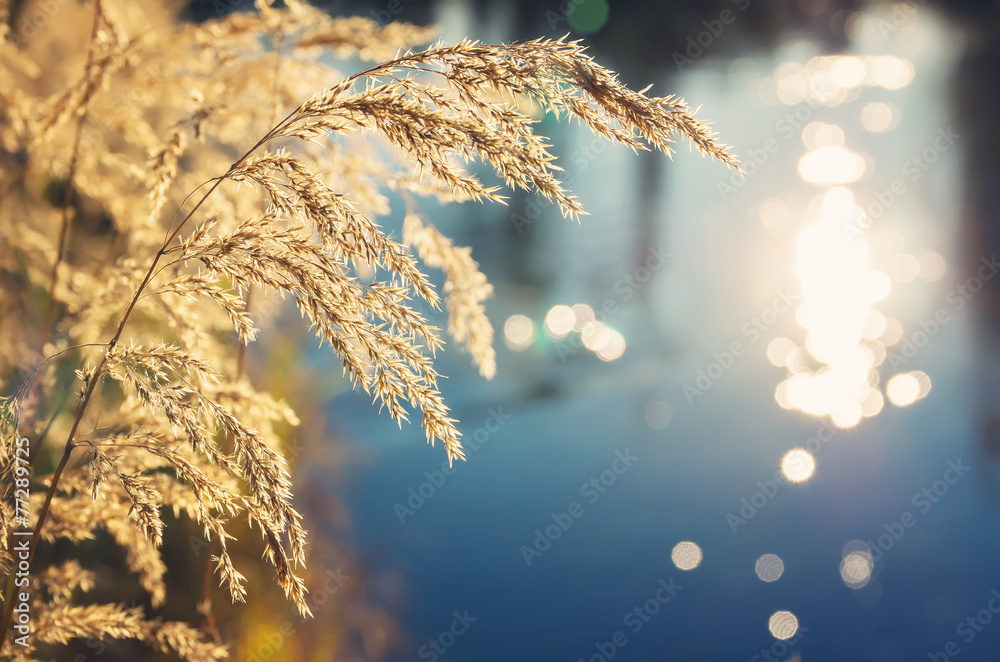 Dry reed bending over the water. Retro style. Stock Photo | Adobe Stock