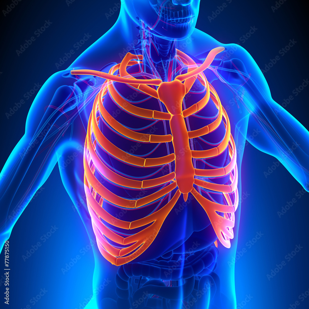Rib Cage Anatomy Bones with Circulatory System Stock Illustration ...