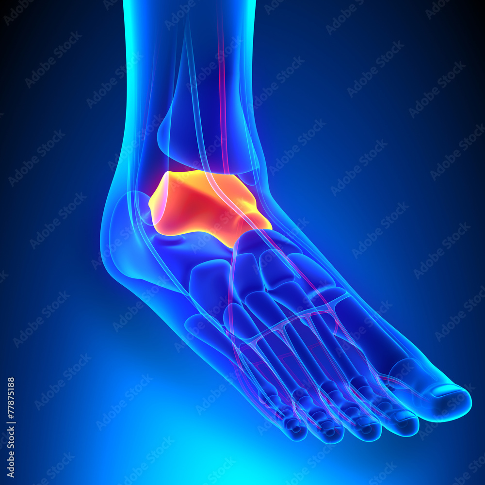 Talus Bone Anatomy with Circulatory System Stock Illustration | Adobe Stock