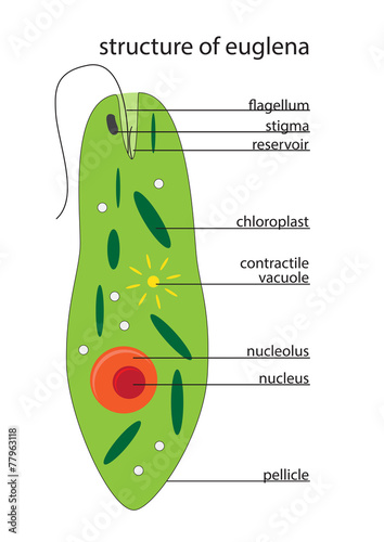 vector illustration of euglena structure with description vector de ...