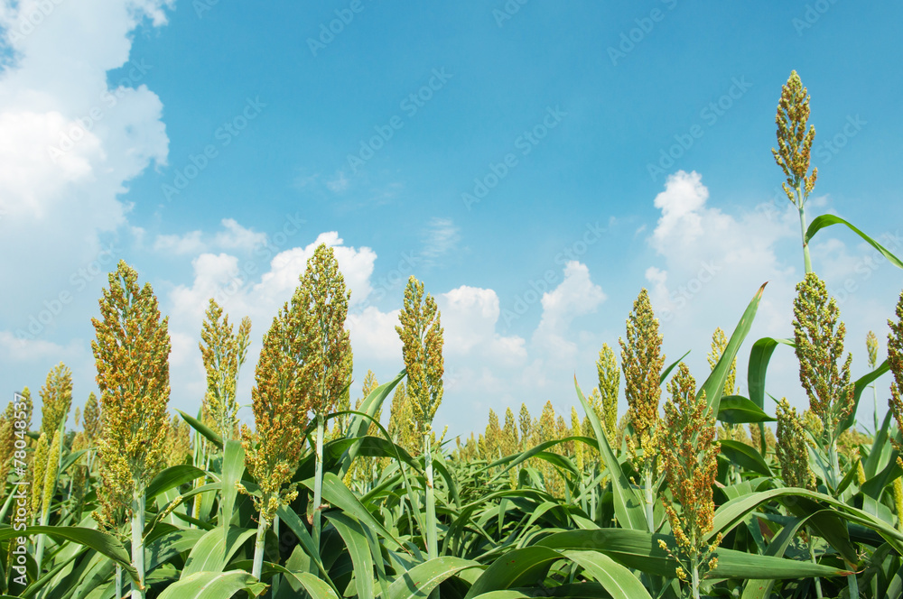 Millet field Stock Photo | Adobe Stock