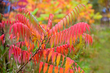 Fall Sumac Tree Free Stock Photo - Public Domain Pictures