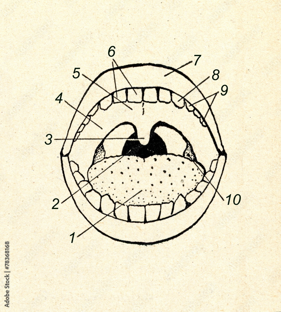 Anatomy of the mouth Stock Photo | Adobe Stock