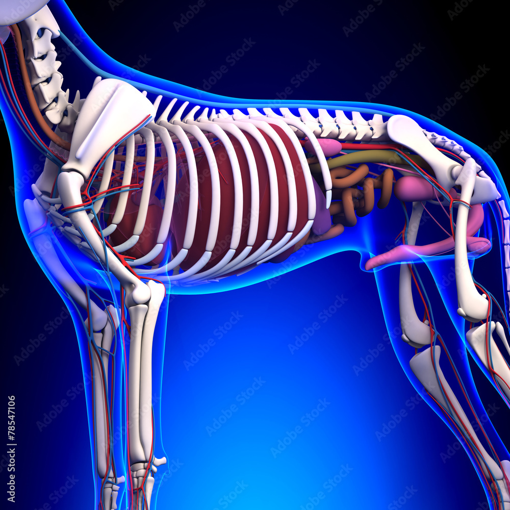 Dog Internal Organs Anatomy - Anatomy of a Male Dog Internal Org Stock ...