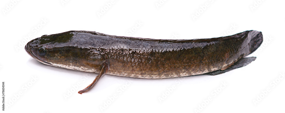 Snakehead fish on white background Stock Photo | Adobe Stock