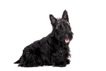 White Scottish Terrier Puppy Free Stock Photo - Public Domain Pictures