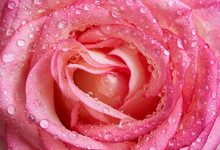 Wet Pink Rose Closeup Free Stock Photo - Public Domain Pictures
