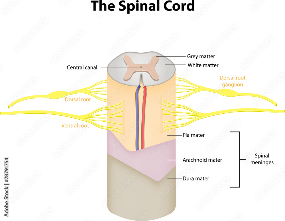 The Spinal Cord Labeled Diagram Stock Illustration | Adobe Stock