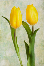 Yellow Tulips Vintage Free Stock Photo - Public Domain Pictures