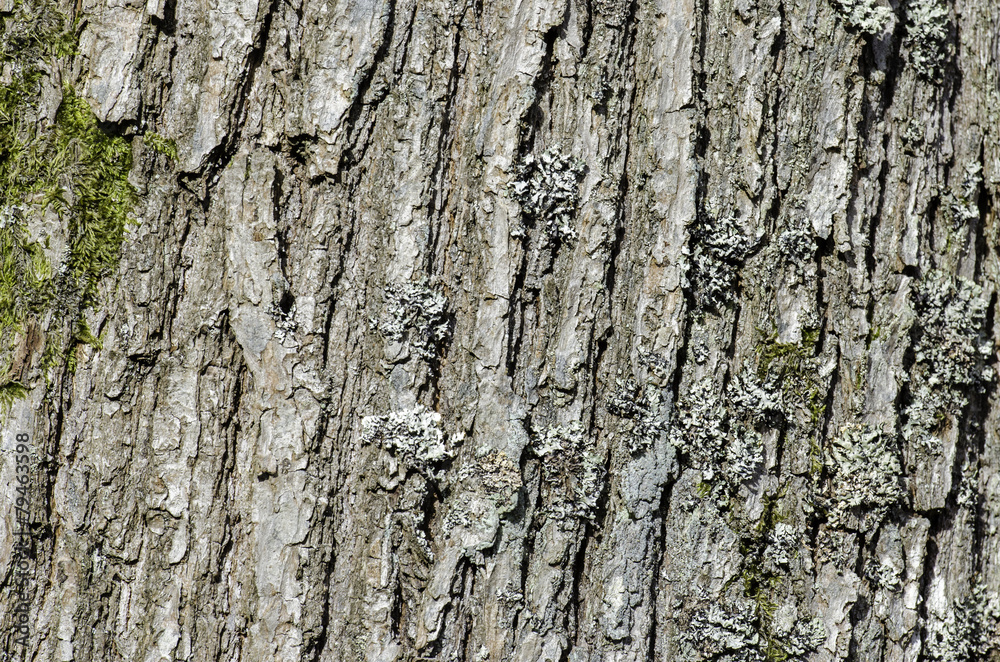 Stock-Foto „Rinde 2“ | Adobe Stock