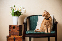 Cat With Tulips Free Stock Photo - Public Domain Pictures
