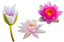 Caffenol Process Lily Free Stock Photo - Public Domain Pictures