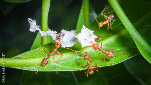 Ants lifting capacity of large pieces Stock Photo | Adobe Stock