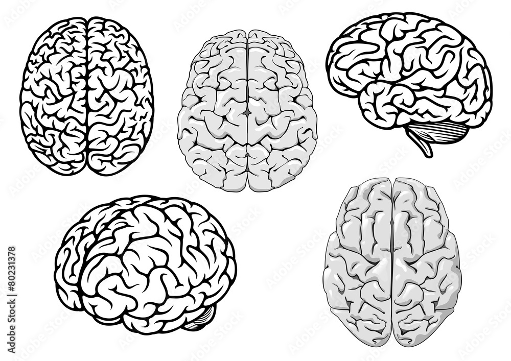 Black and white cartoon human brains Stock Vector | Adobe Stock