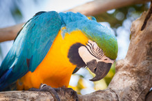Sleeping Parrot Free Stock Photo - Public Domain Pictures