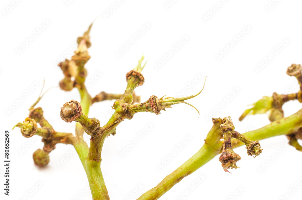 Stock-Foto „Weintrauben Strunk“ | Adobe Stock