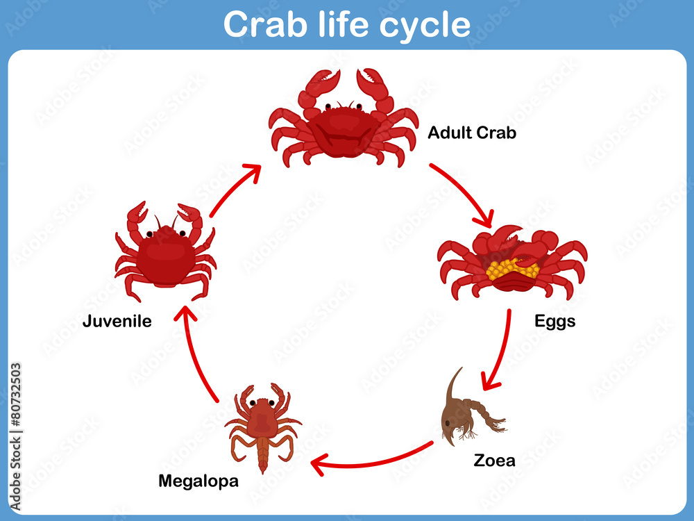 Vector Cycle of crab for kids Stock Vector | Adobe Stock