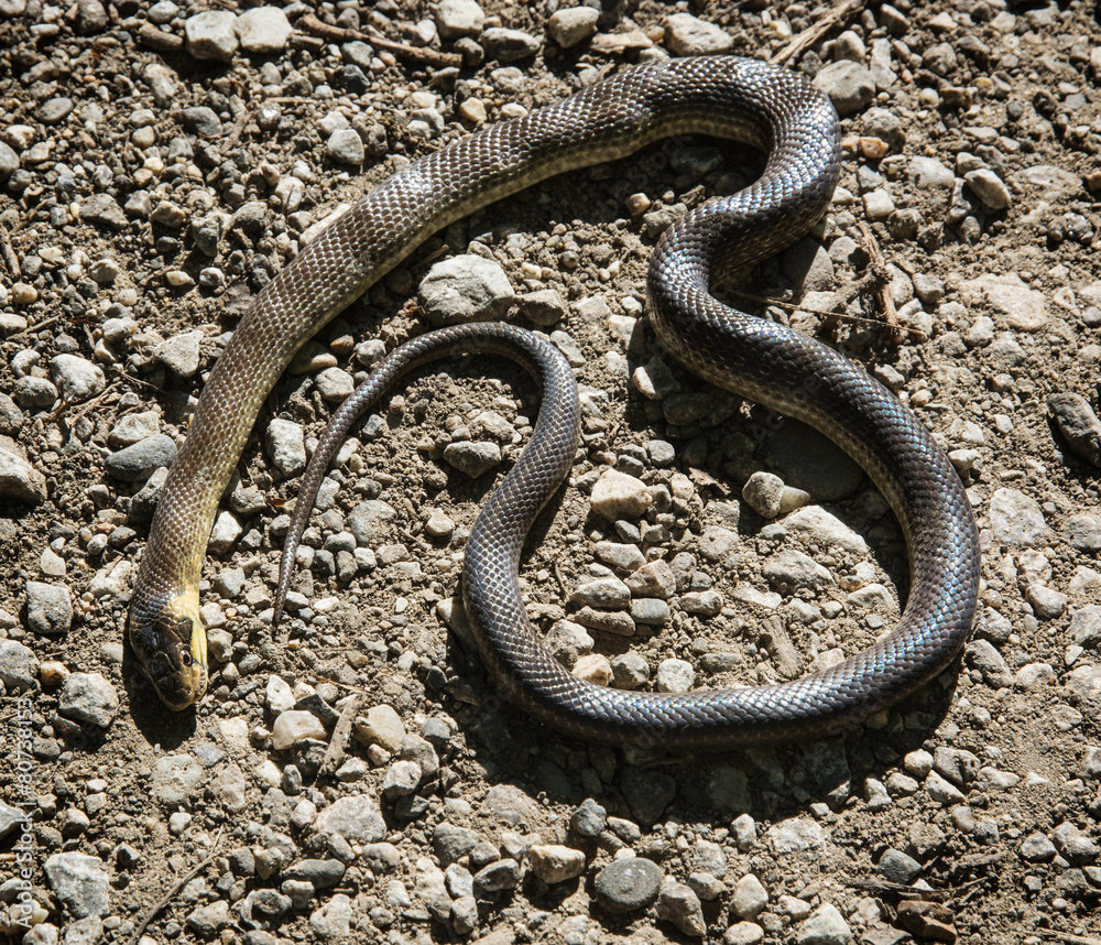 Dead snake Stock Photo | Adobe Stock