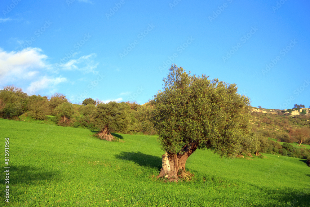 Foto stock di Collina con alberi di ulivo secolari | Adobe Stock